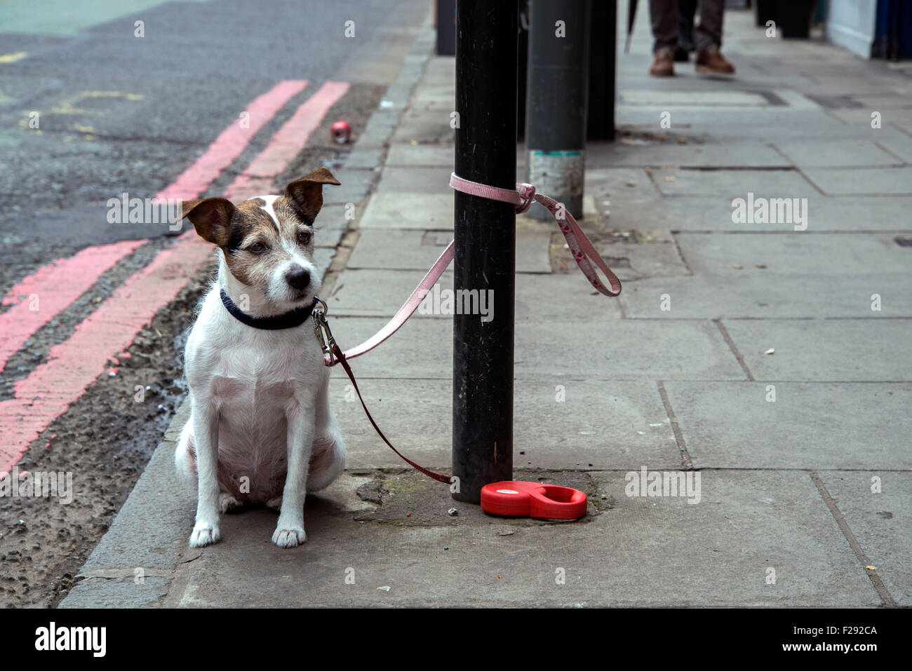 A Parson Jack Russell terrier tethered to a post and waiting for its ...