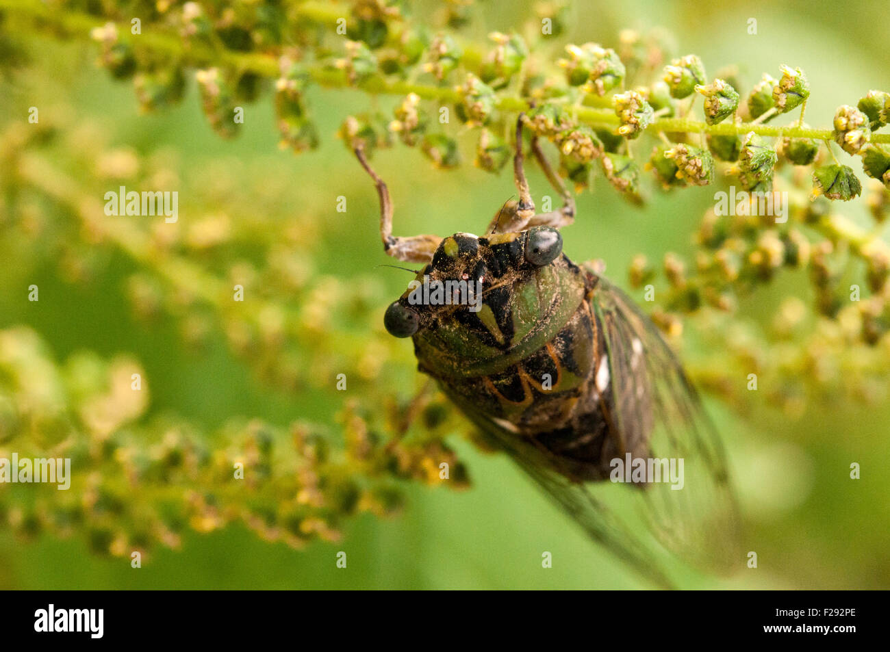 Cicadidae hi-res stock photography and images - Alamy