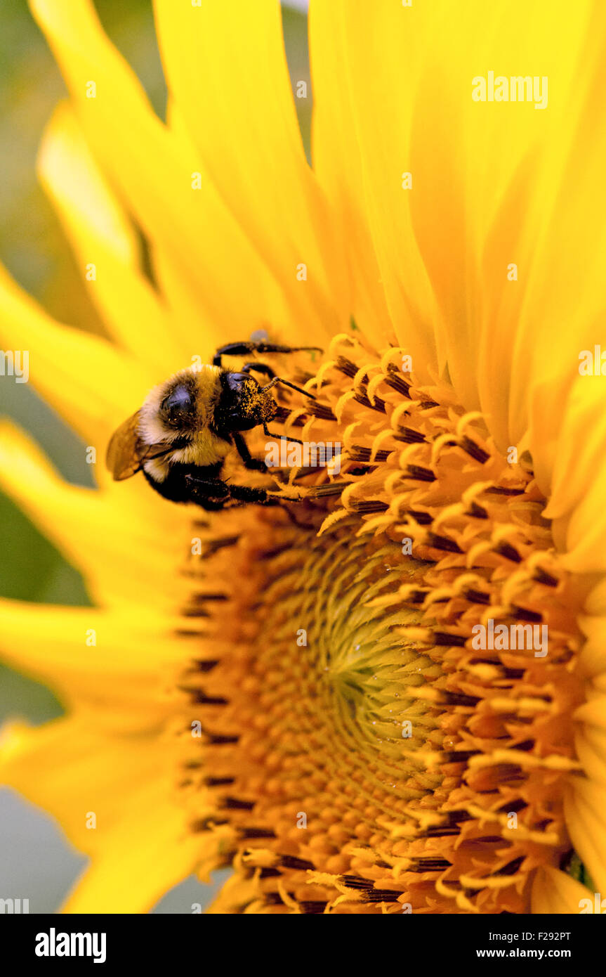 Bumble bee pollinating sunflower Stock Photo - Alamy