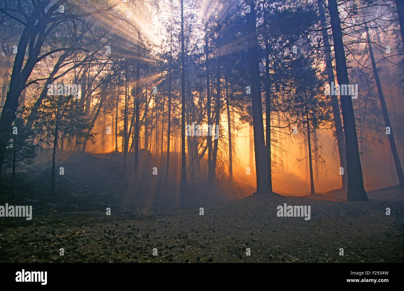 Terrain after fire in hi-res stock photography and images - Alamy