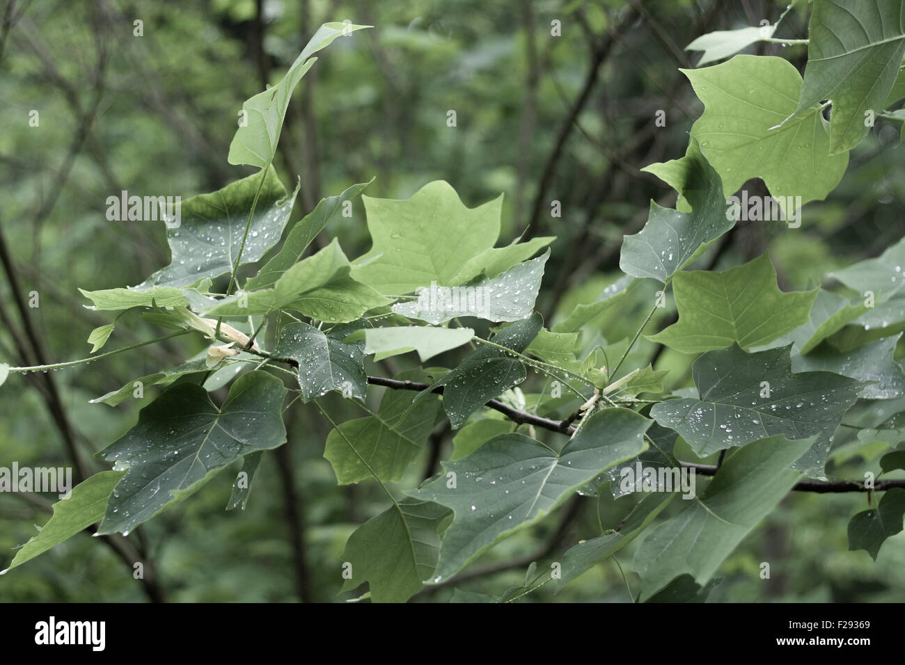 Tulip poplar branch with water droplets Stock Photo - Alamy