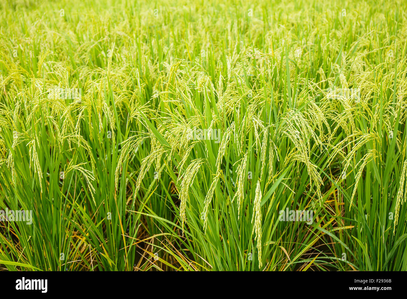 Rice fields in Thailand Stock Photo - Alamy