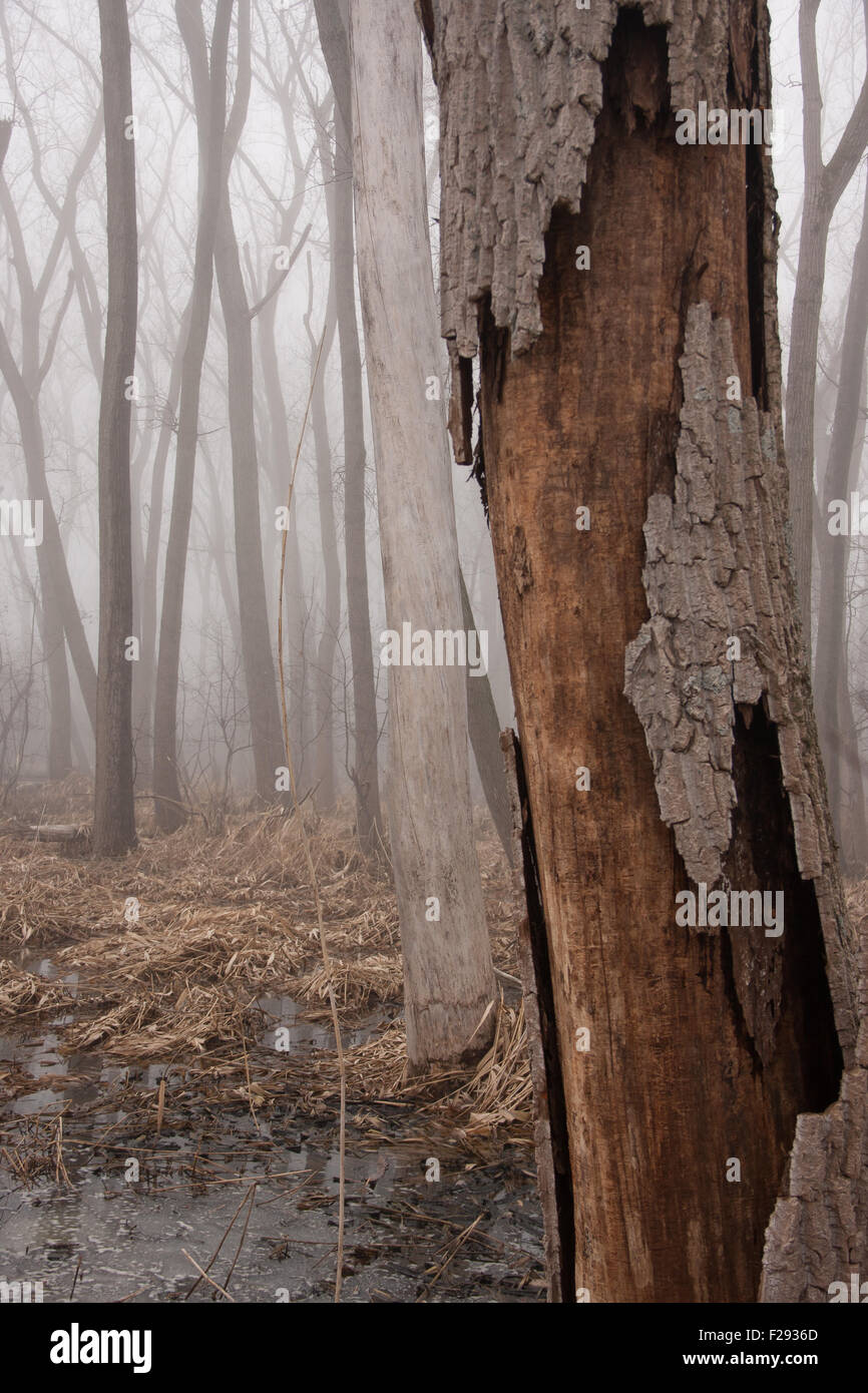 Dead tree in foggy winter wetland Stock Photo - Alamy