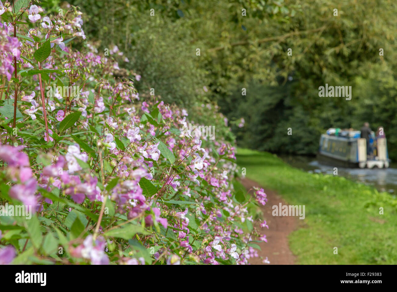 Invasive species uk hi-res stock photography and images - Alamy