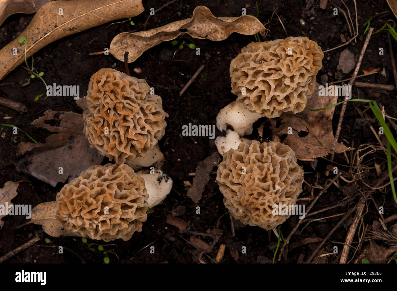 Four fungi hi-res stock photography and images - Alamy