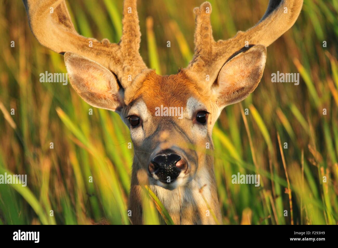 Buck white hi-res stock photography and images - Alamy