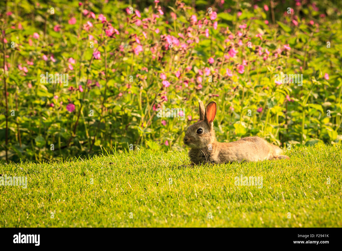 A baby rabbit lies outstretched on grass against a backdrop of pink ...