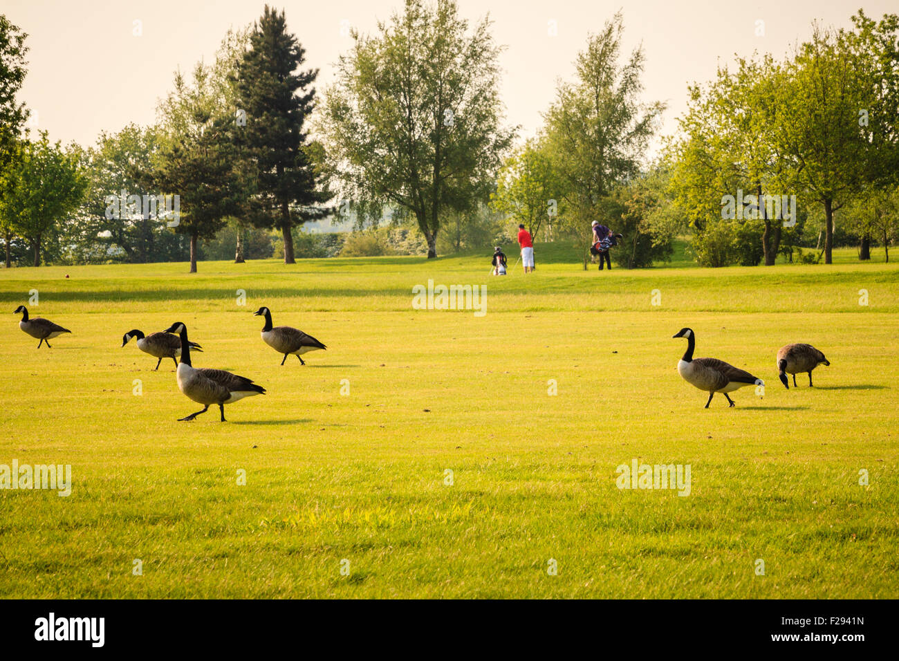Soft feathered fowl hi-res stock photography and images - Alamy