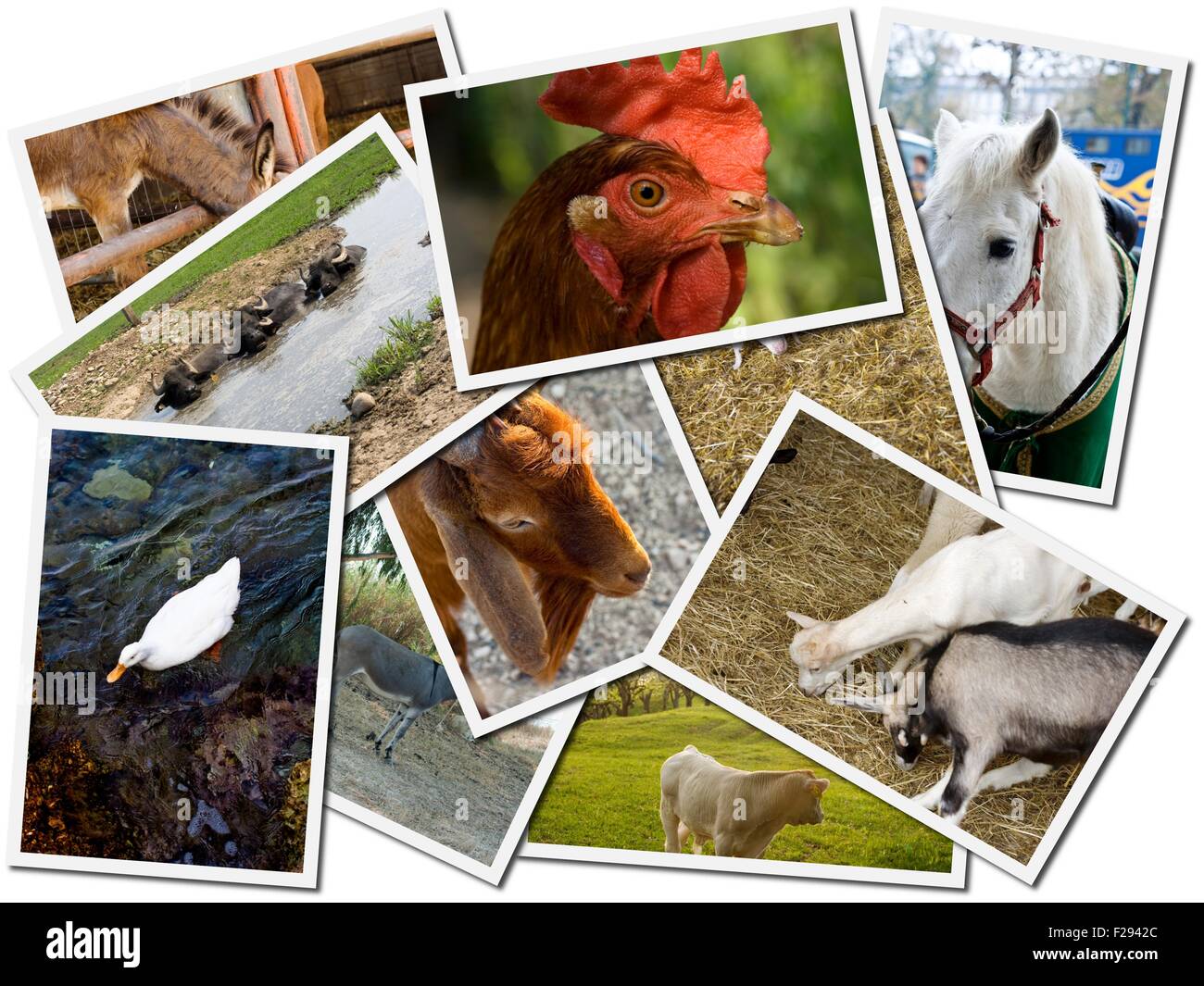 Animal farm postcards on white Stock Photo - Alamy