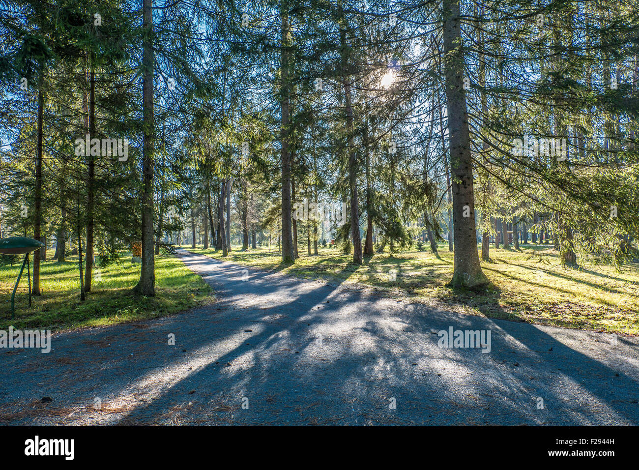 Sunlight through the trees Stock Photo - Alamy