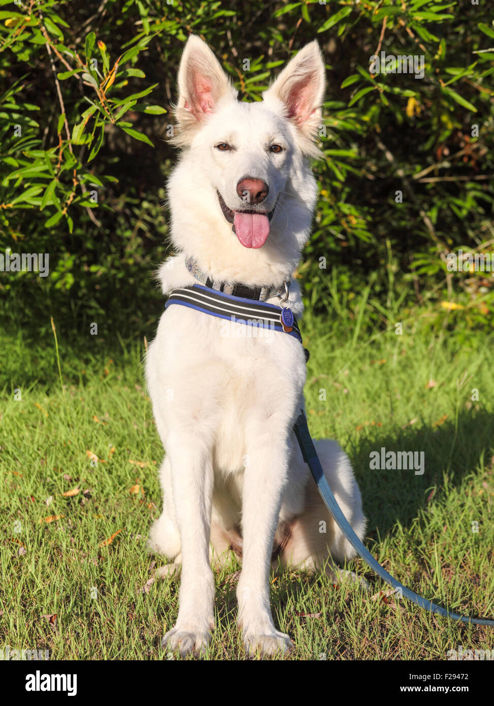Solid White German Shepherd