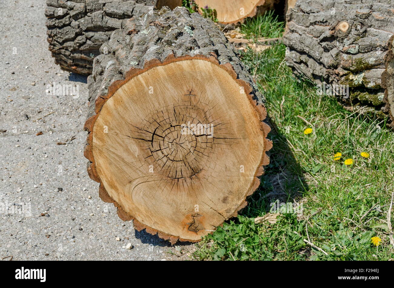 Slit wood trunk in grass, Zavet town, Bulgaria Stock Photo - Alamy