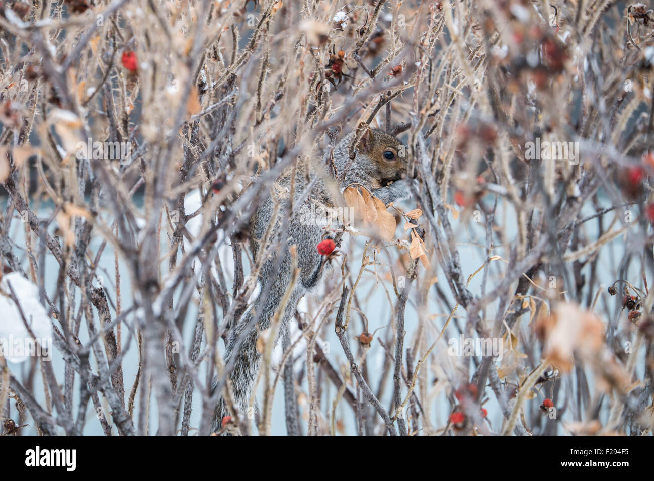 Inside bush hi-res stock photography and images - Alamy