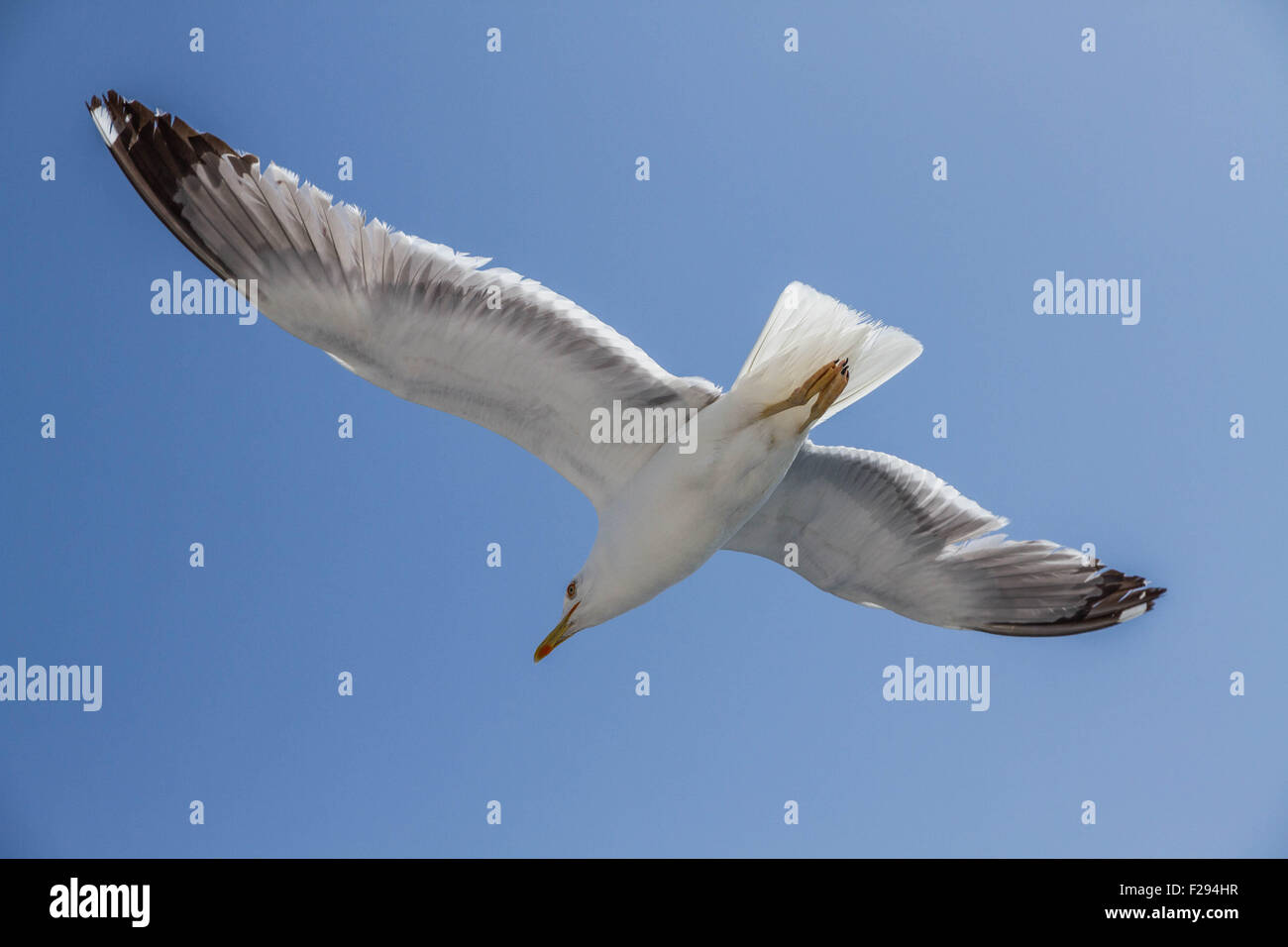 Seagull in flight Stock Photo - Alamy