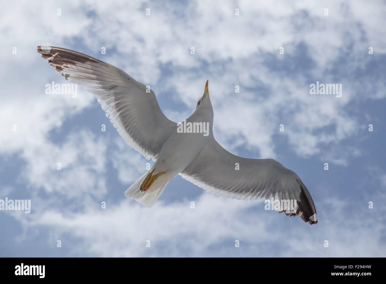 Seagull in flight from below Stock Photo - Alamy