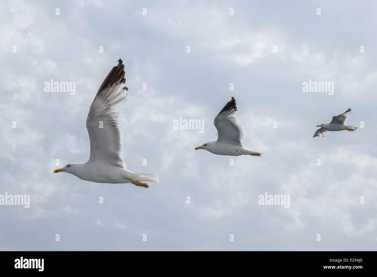 Three seagulls flying in line Stock Photo - Alamy
