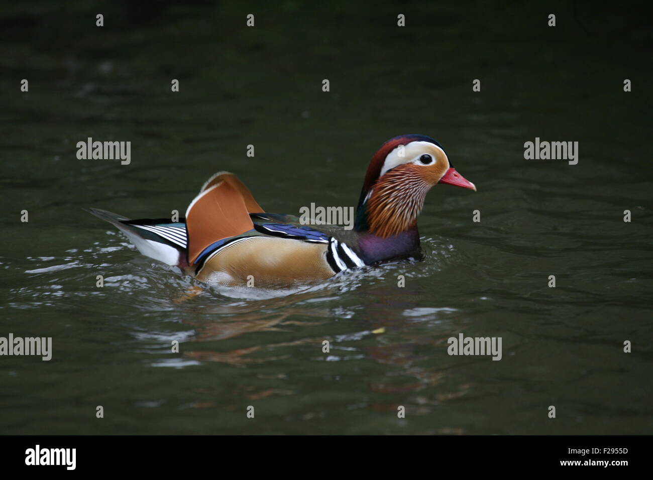 Mandarin duck in river hi-res stock photography and images - Alamy