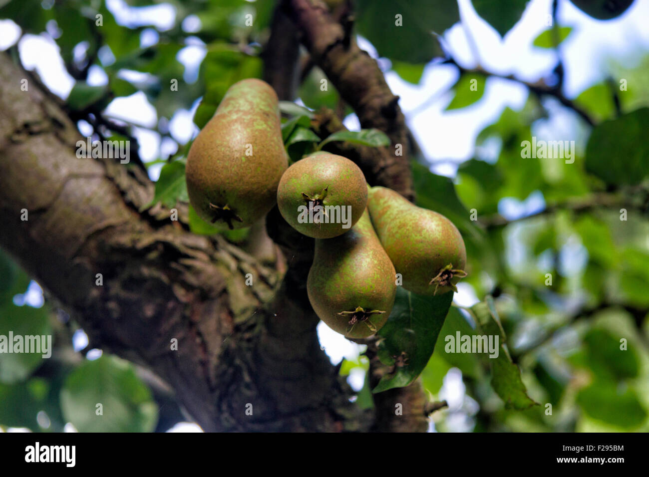 Featured tree hi-res stock photography and images - Alamy