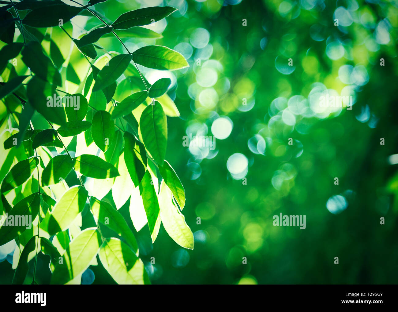 Bright clear green leaf art hi-res stock photography and images - Alamy