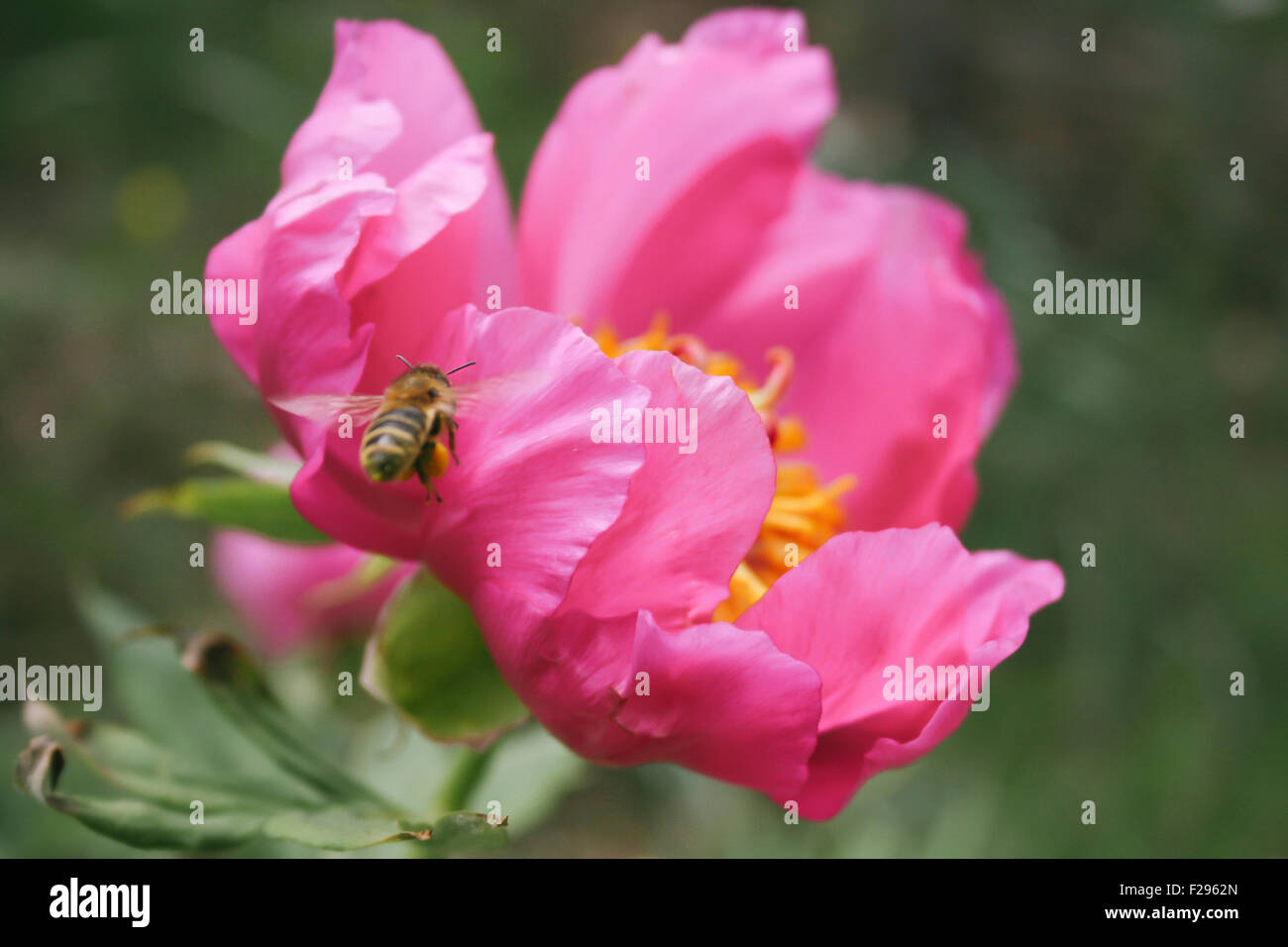 Flying bee hi-res stock photography and images - Alamy