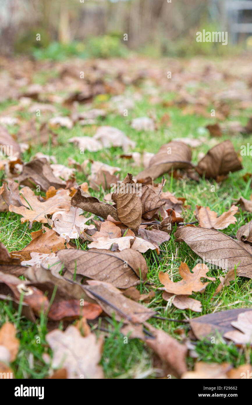 Lawn with leaves hi-res stock photography and images - Alamy