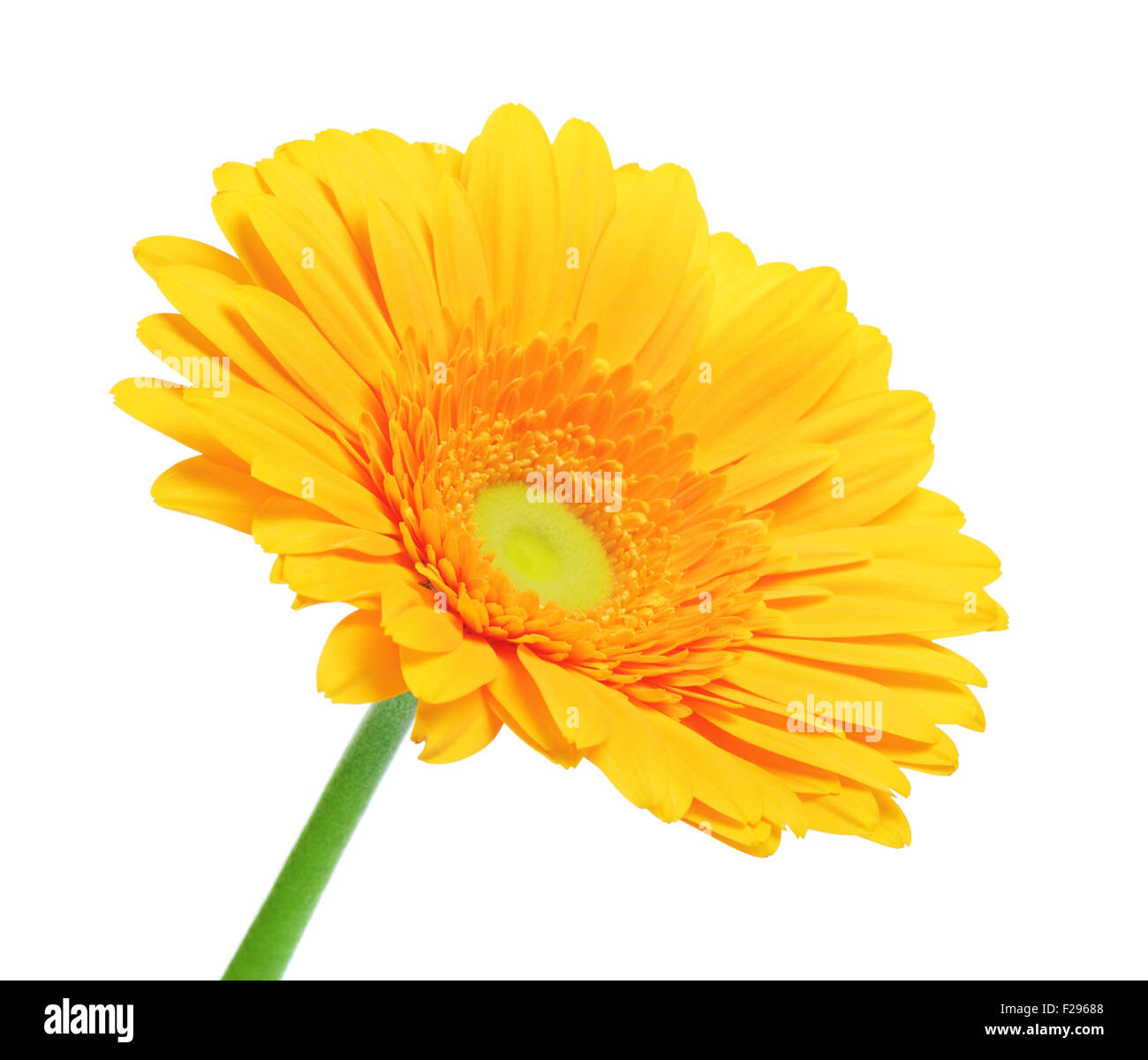 beautiful yellow gerbera flower, isolated on white background Stock ...