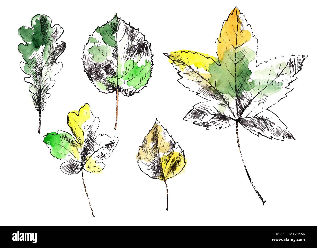 Hand drawn autumn leaves Stock Vector Image & Art - Alamy