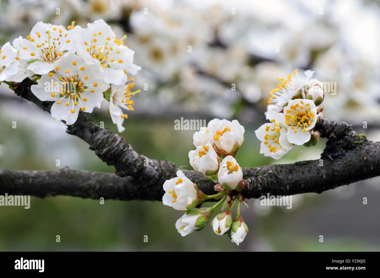 Beautiful spring plum tree blossoms hi-res stock photography and images ...