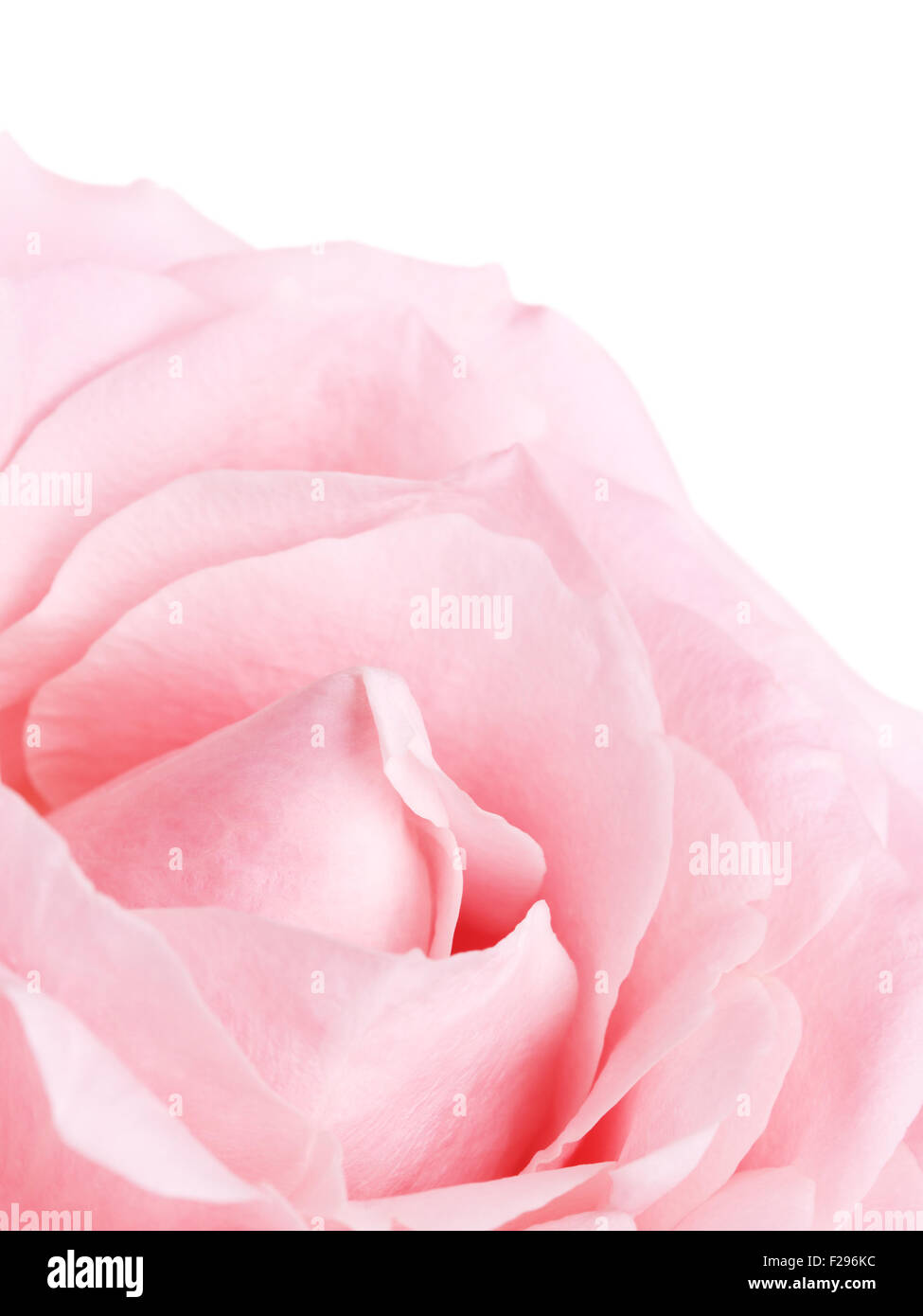 single pink rose flower, isolated on white, close up Stock Photo - Alamy