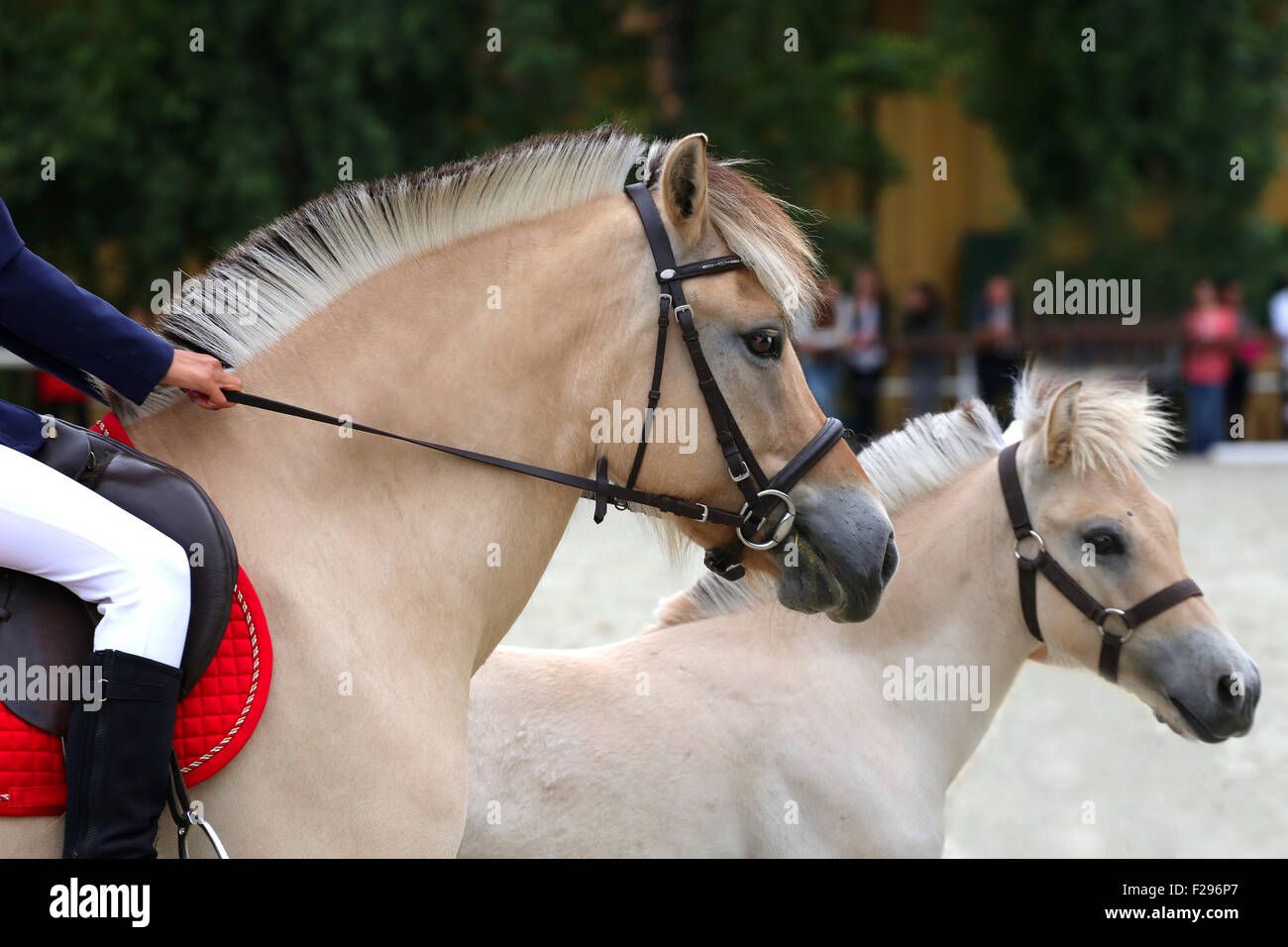 Pretty young lady pony hi-res stock photography and images - Alamy