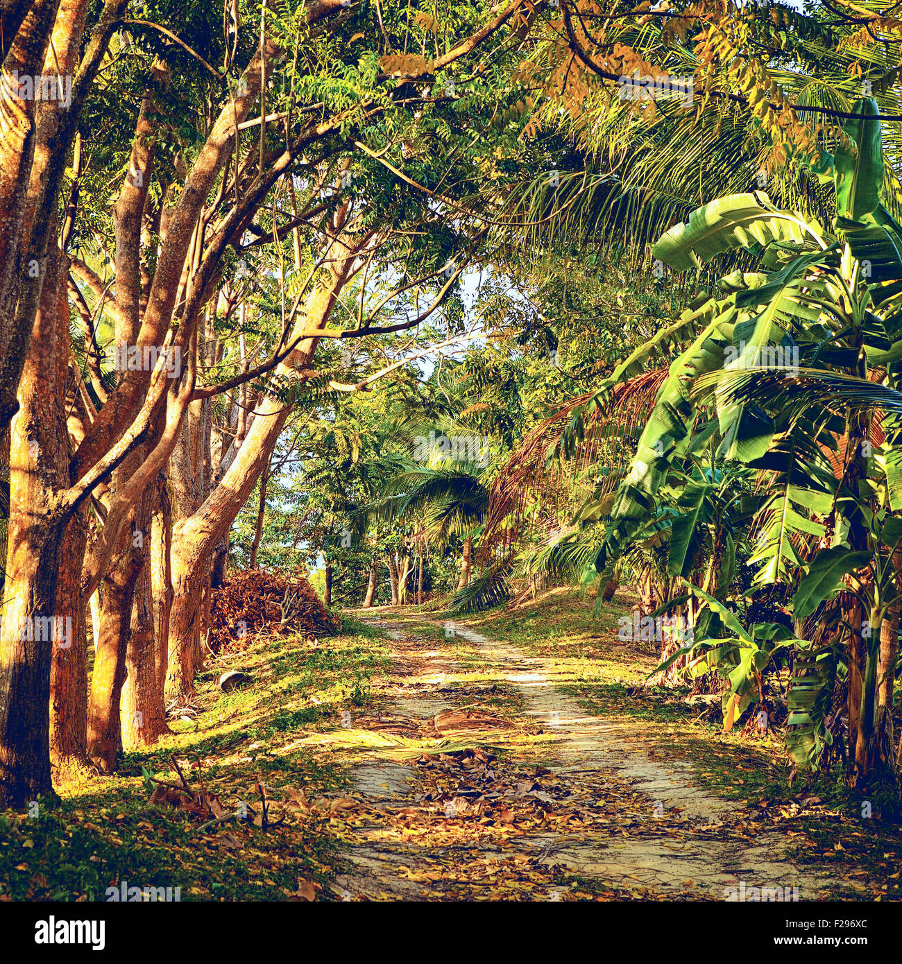 dirt road in jungle, Koh Samui, Thailand Stock Photo - Alamy