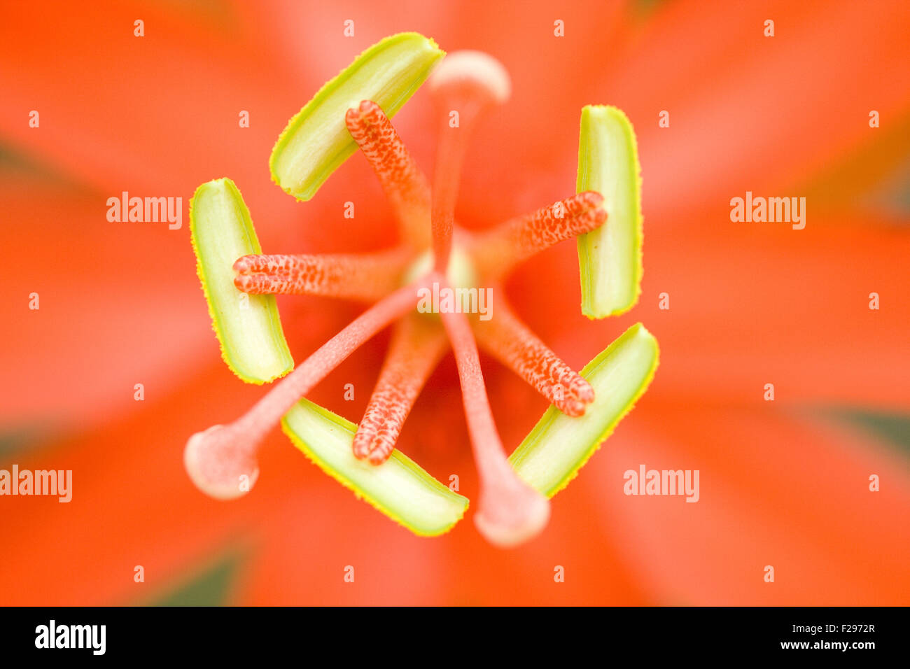 A close up of the stigma and the stamens of an orange flower Stock ...