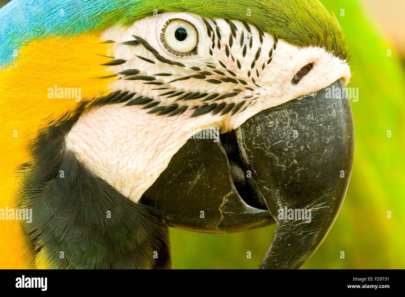 Side view macaw hi-res stock photography and images - Alamy