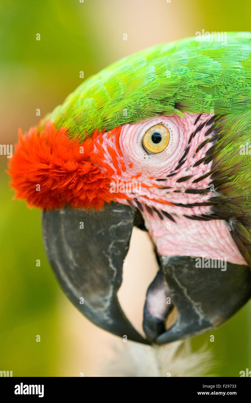 Side view bright red parrot hi-res stock photography and images - Alamy