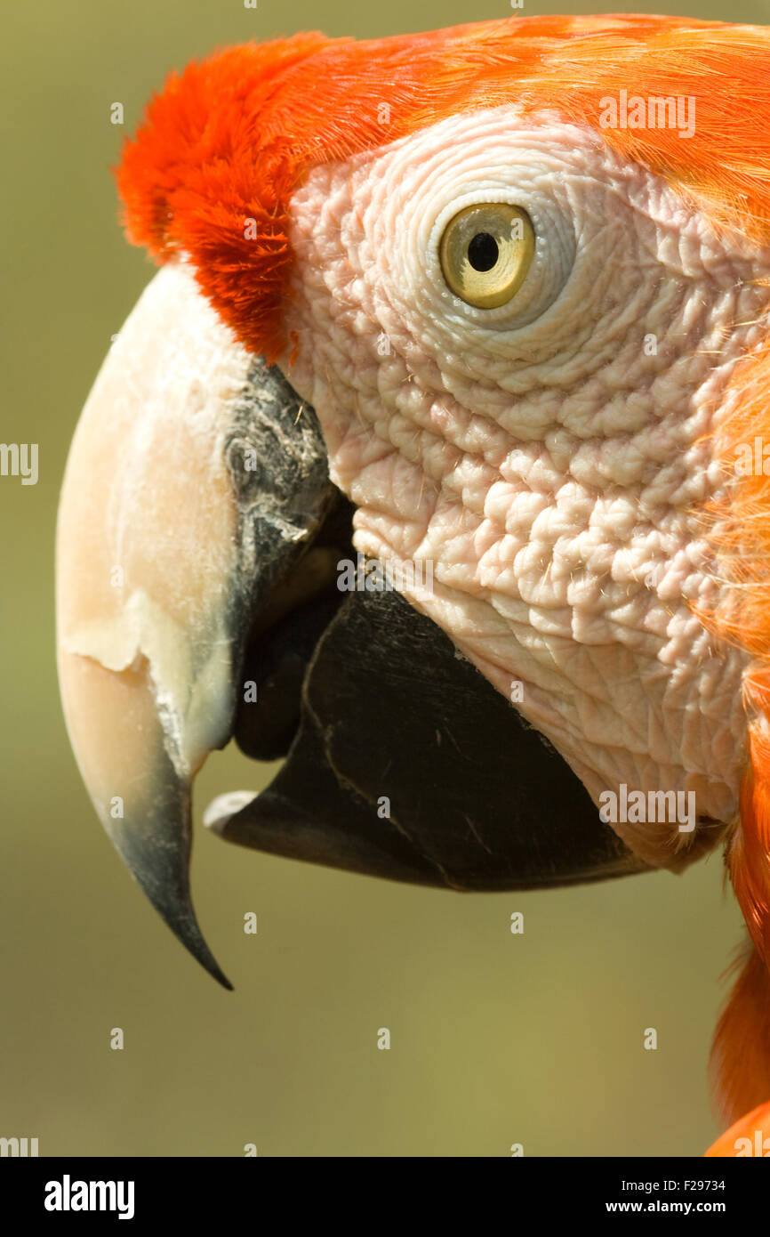 Side portrait of orange arara parrot Stock Photo - Alamy