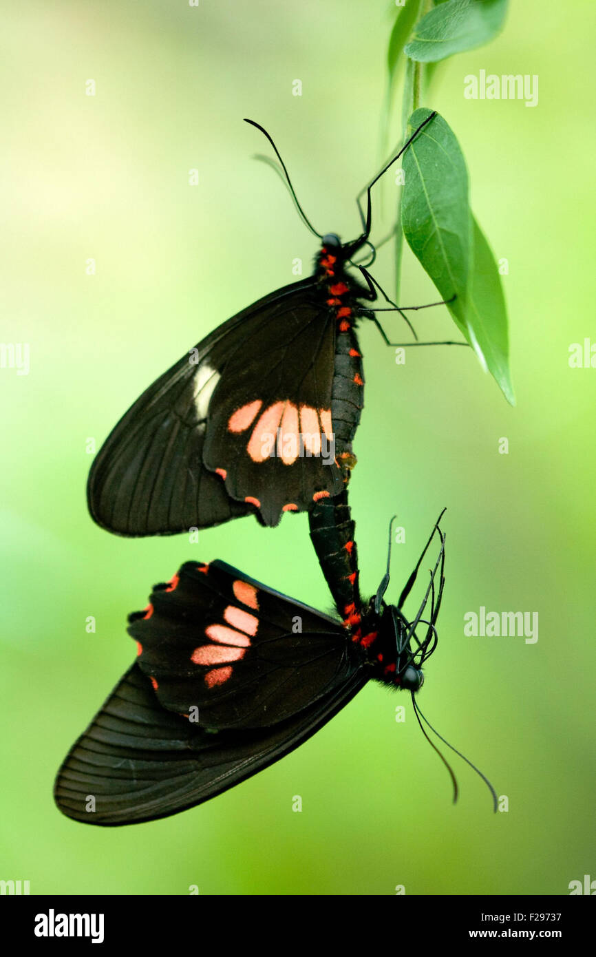 Close-up of butterflies mating Stock Photo - Alamy