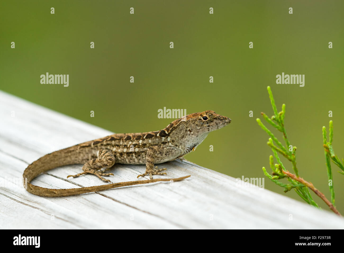 Little lizard hi-res stock photography and images - Alamy
