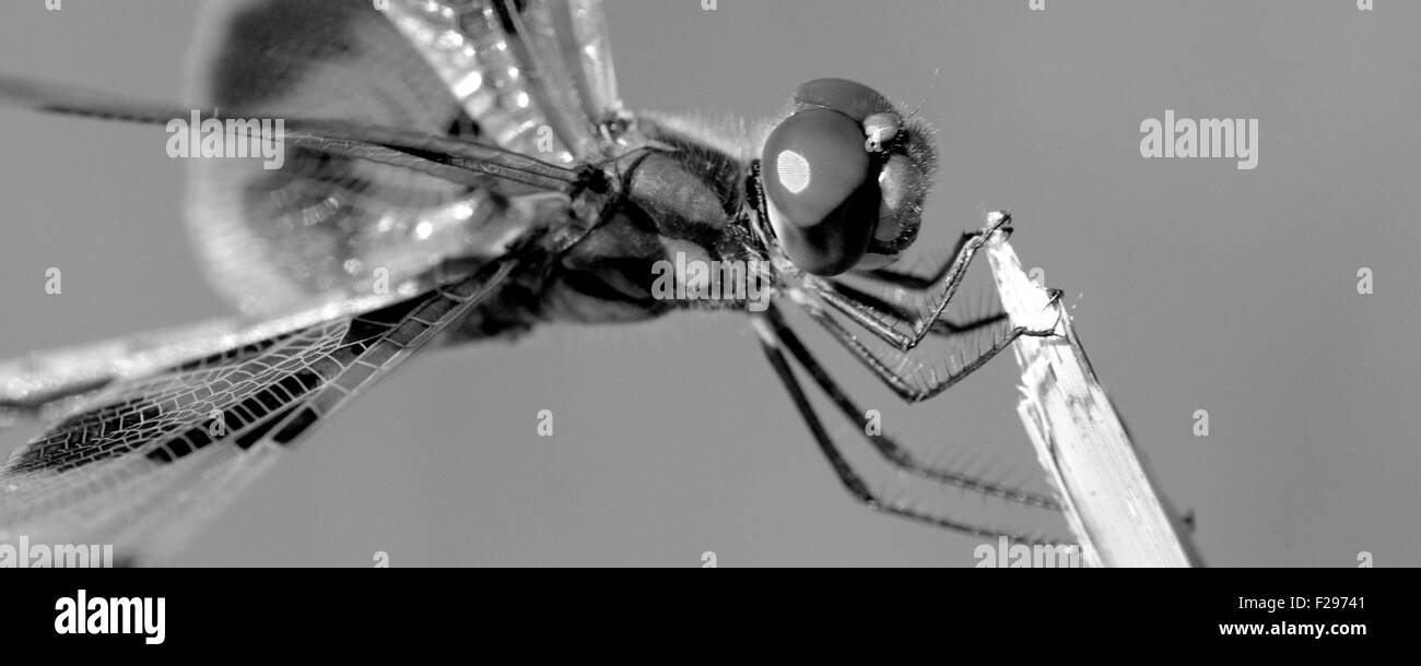 Closeup of a large dragonfly Stock Photo - Alamy