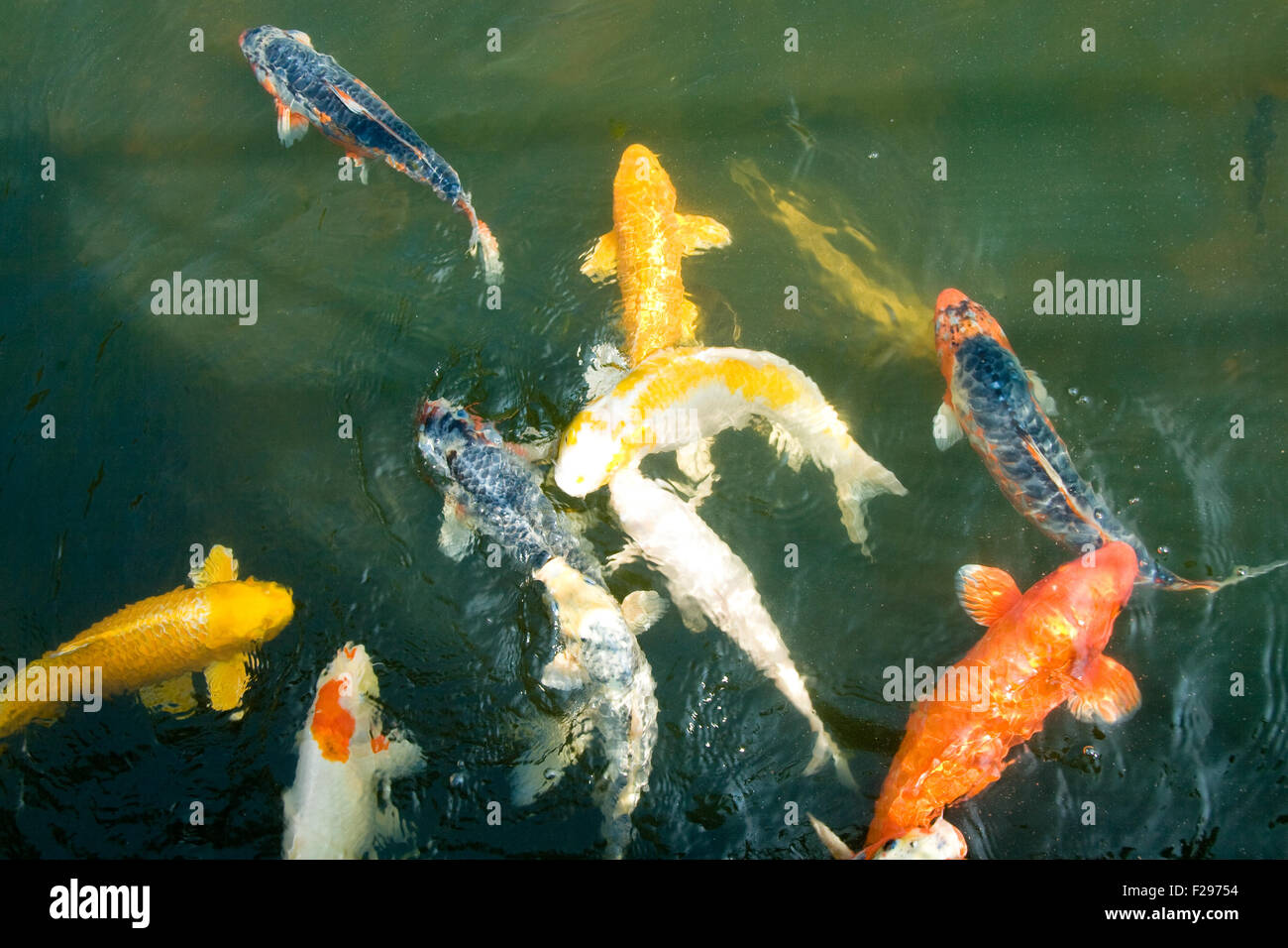 Colourful koi swimming in an outdoor lake Stock Photo - Alamy