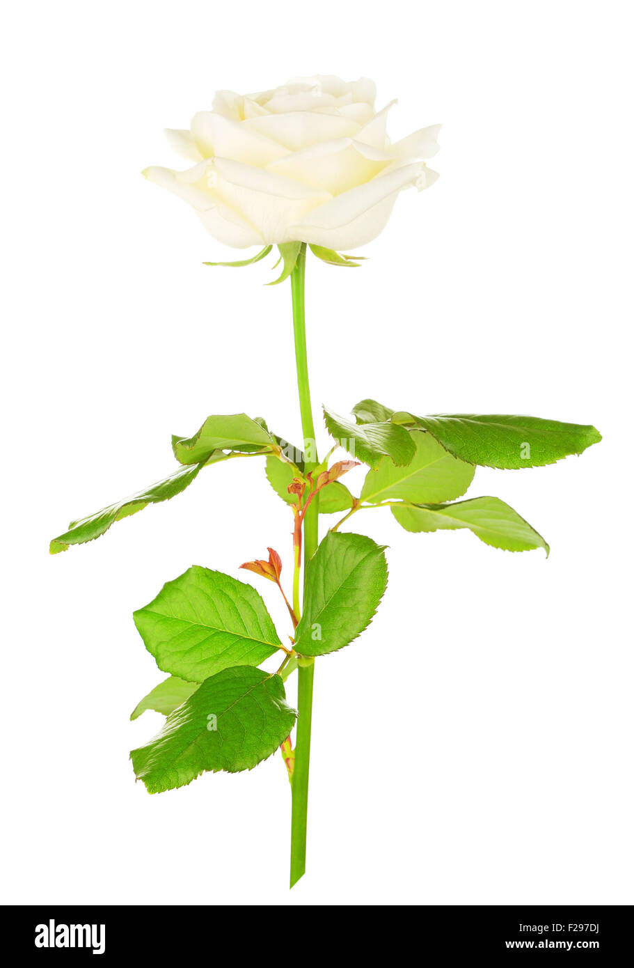 single cream rose flower, isolated on white background Stock Photo - Alamy