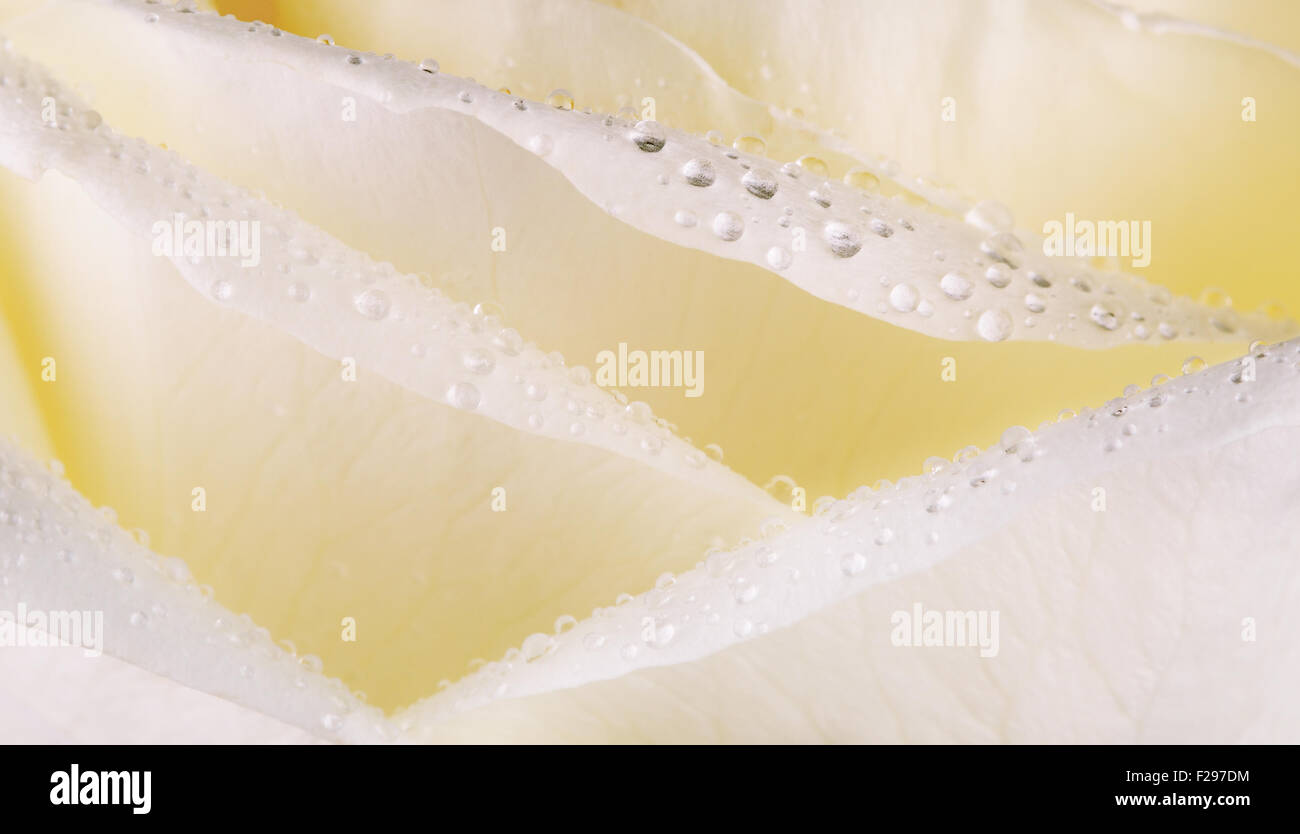Cream petals hi-res stock photography and images - Alamy