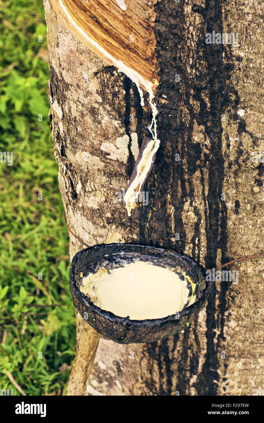 Latex collection rubber plantation hi-res stock photography and images ...
