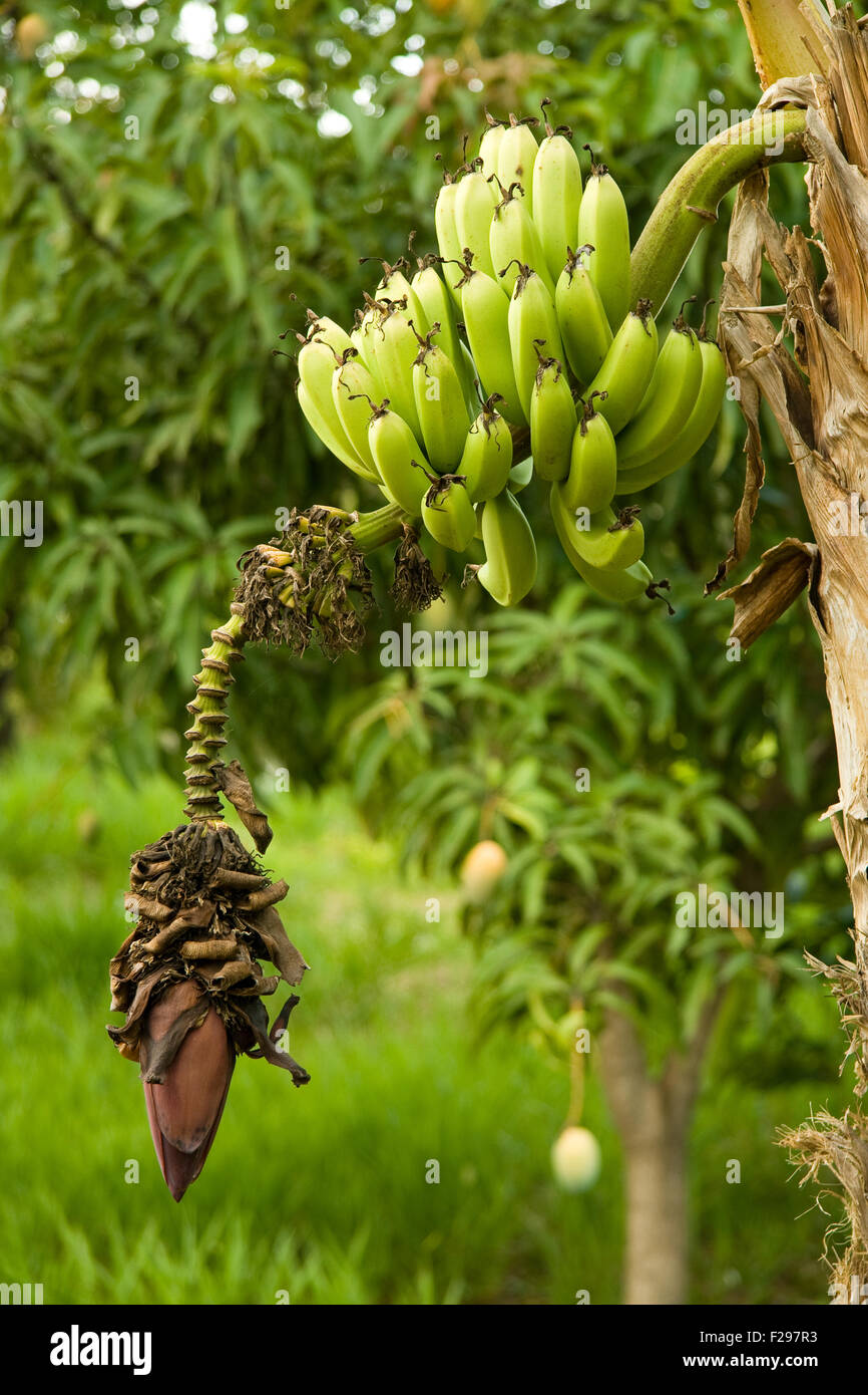 Brazil agriculture banana hi-res stock photography and images - Alamy