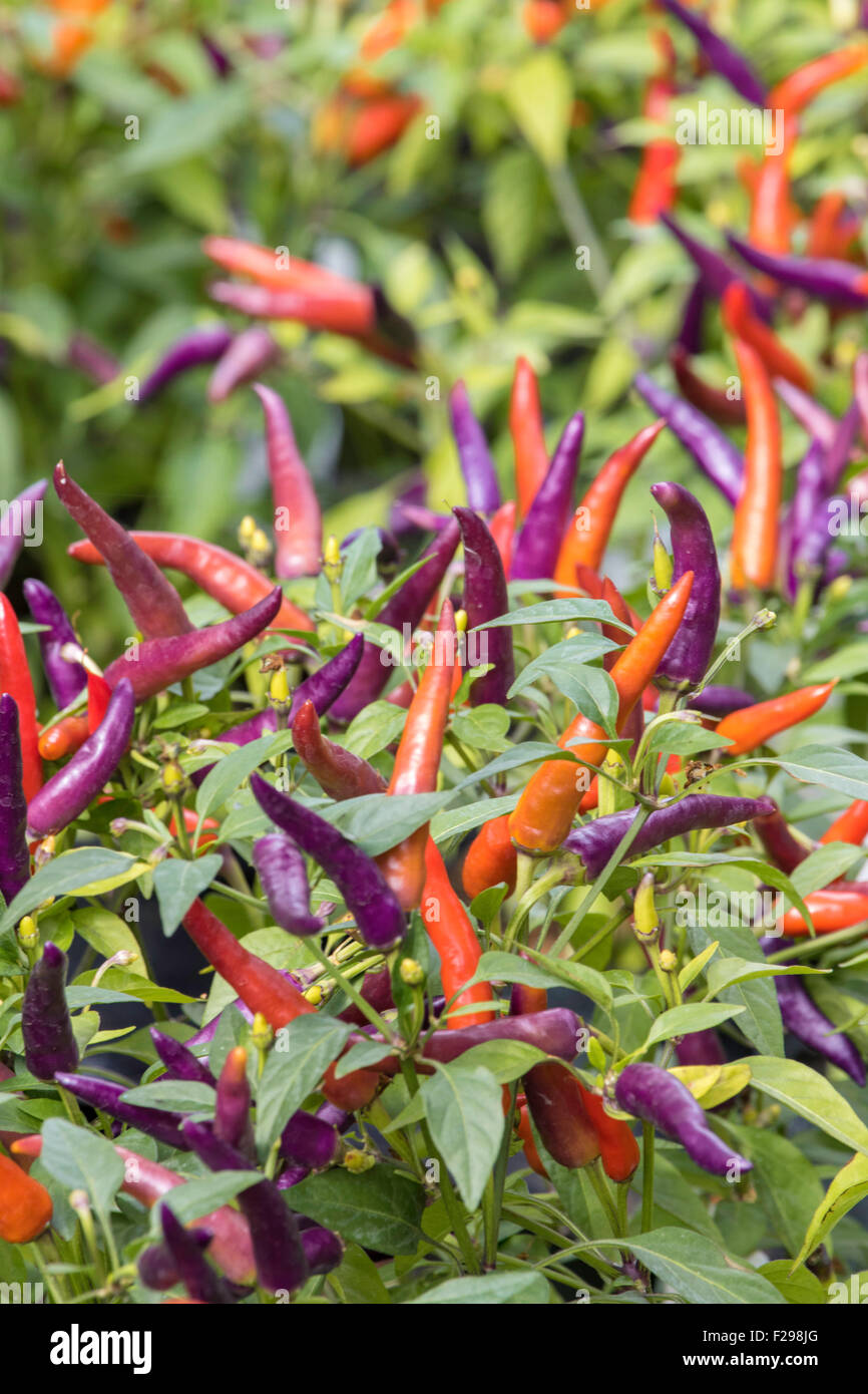 Purple chilies hi-res stock photography and images - Alamy