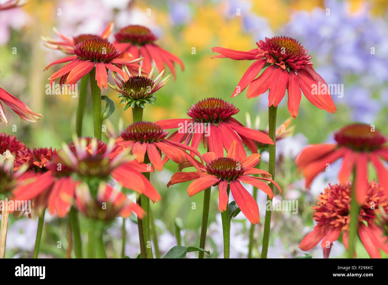 Red Rudbeckias or black-eyed-susans Stock Photo - Alamy