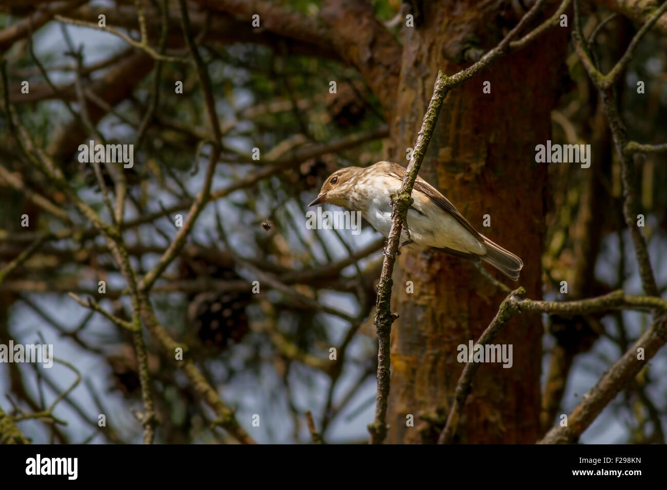 Bird Dropping Stock Photos & Bird Dropping Stock Images - Alamy