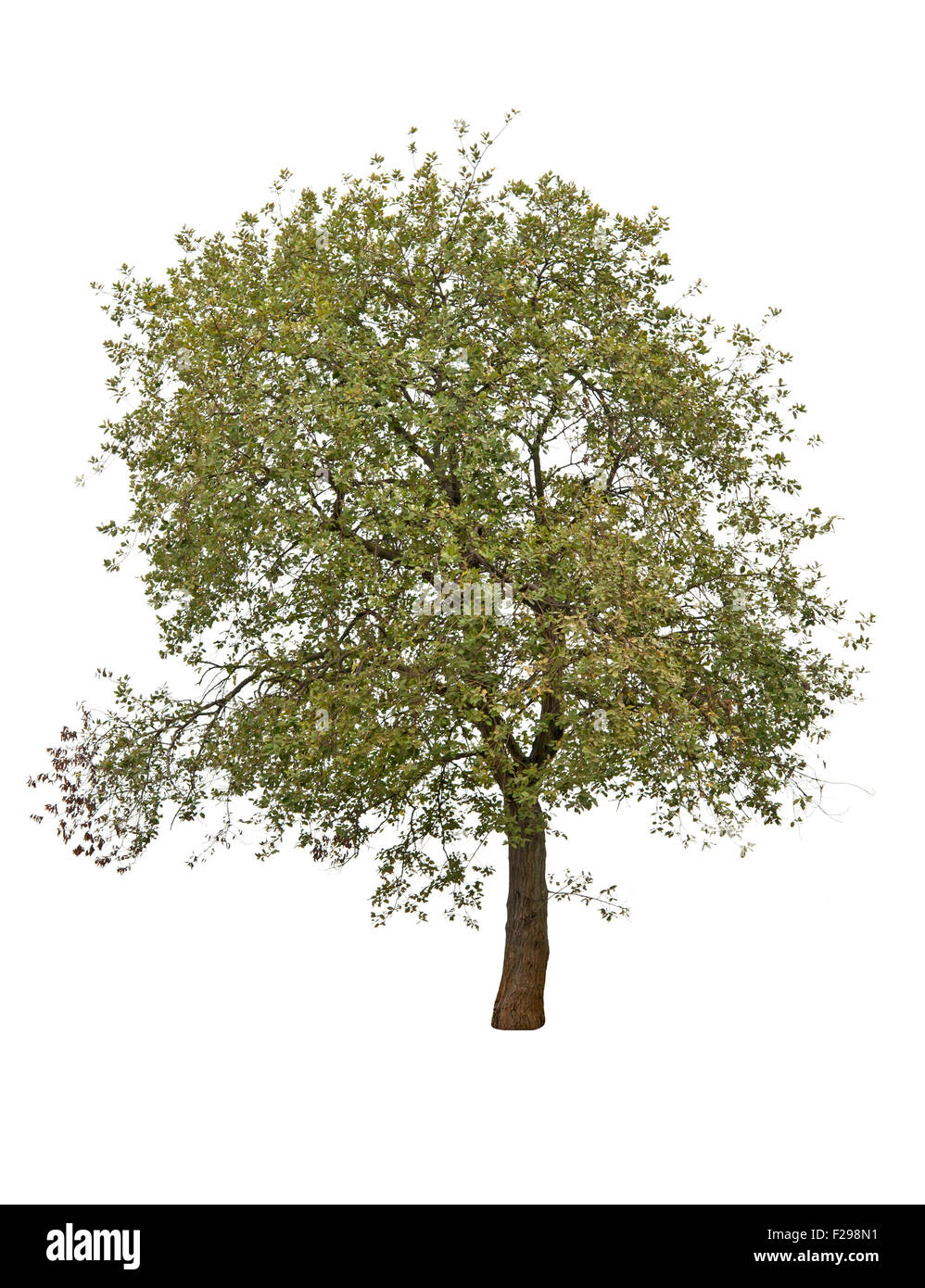 Individual single autumn fall leaf hi-res stock photography and images ...