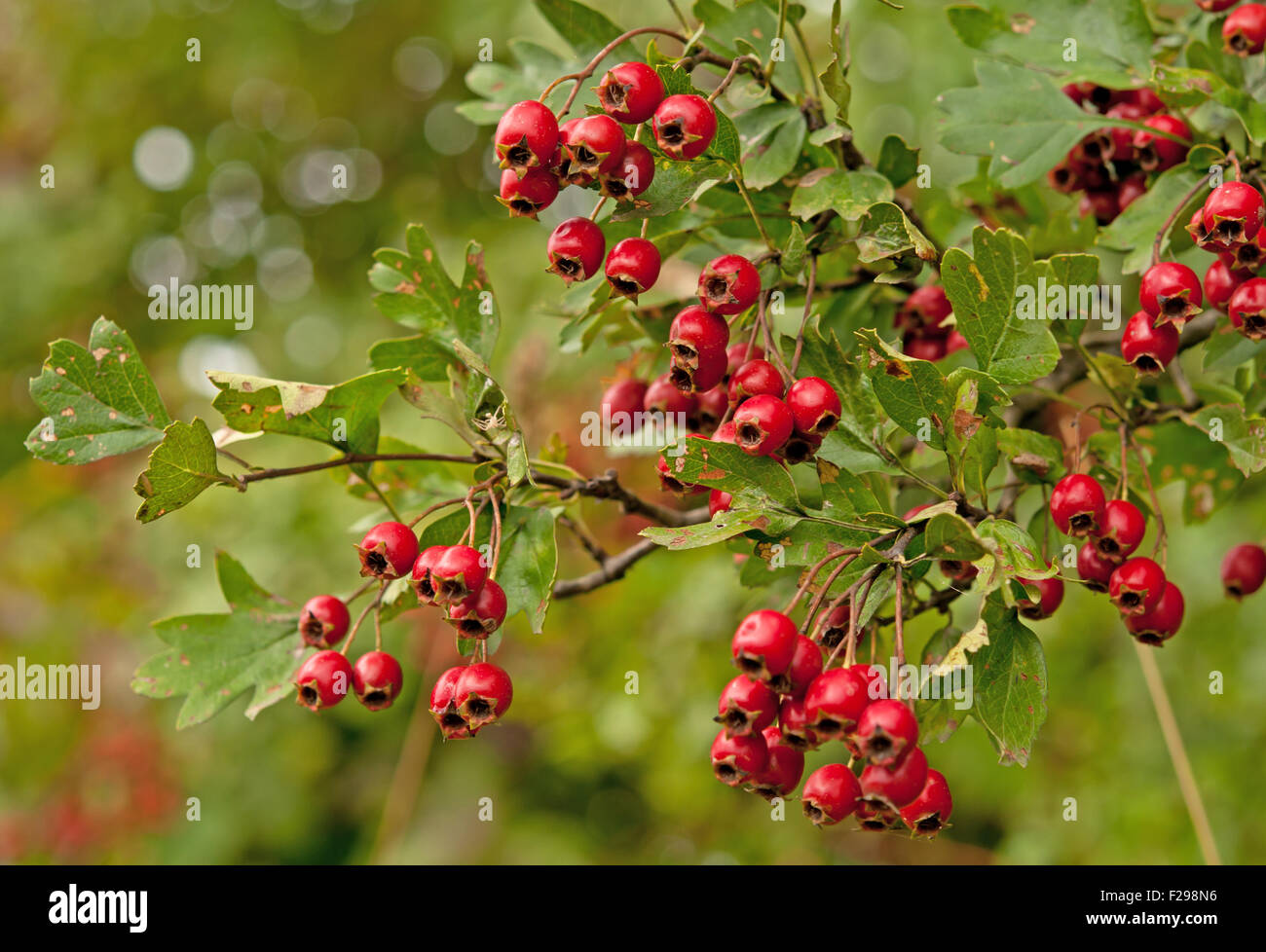 In garden hawthorn tree hi-res stock photography and images - Alamy