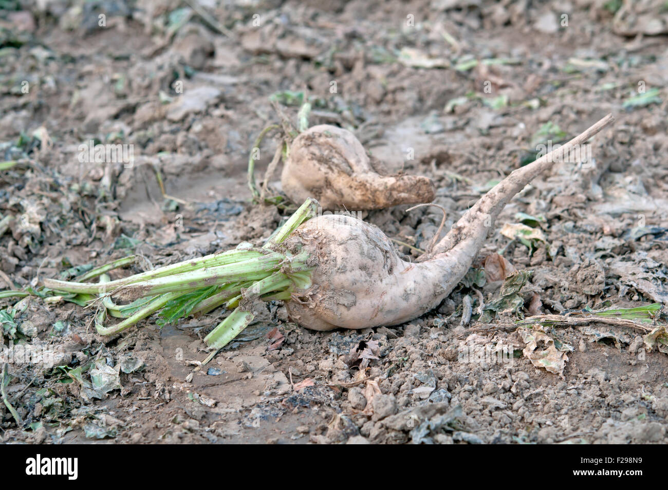 a sugar beet harvest agriculture Stock Photo - Alamy