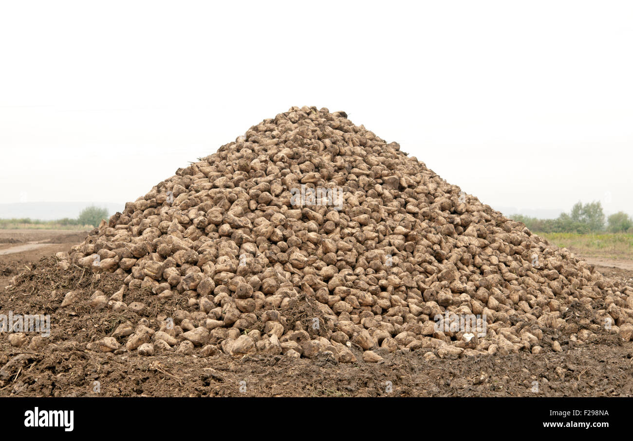 Beet pile hi-res stock photography and images - Alamy